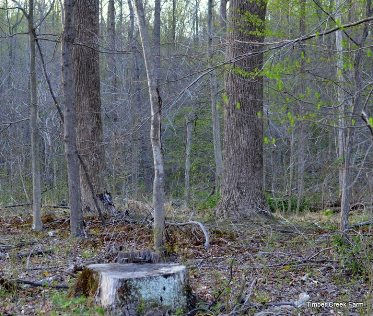Selective Cutting and Sustainable Forestry Plans - Countryside
